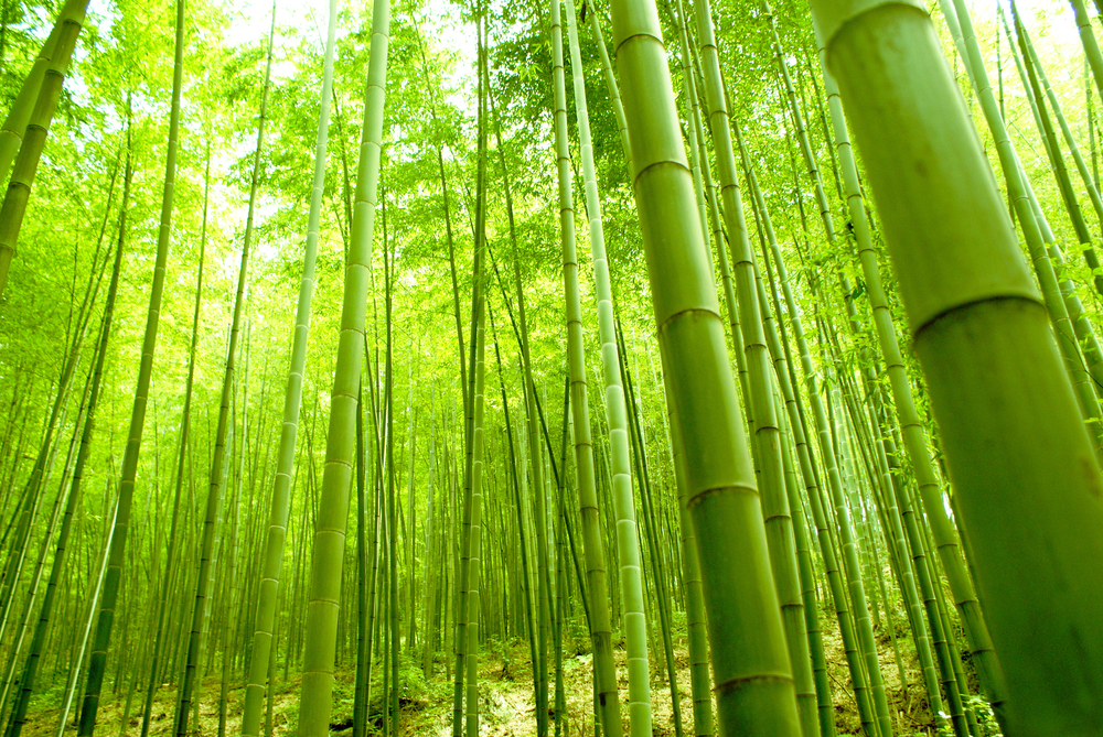Resource Fiber plans groundbreaking bamboo products plant in Alabama ...